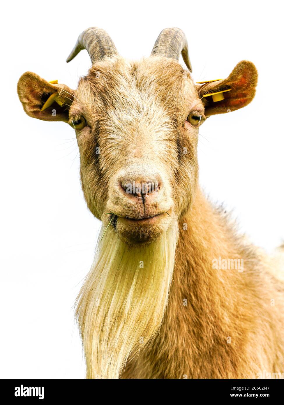 Cute Pic Of Male Goat