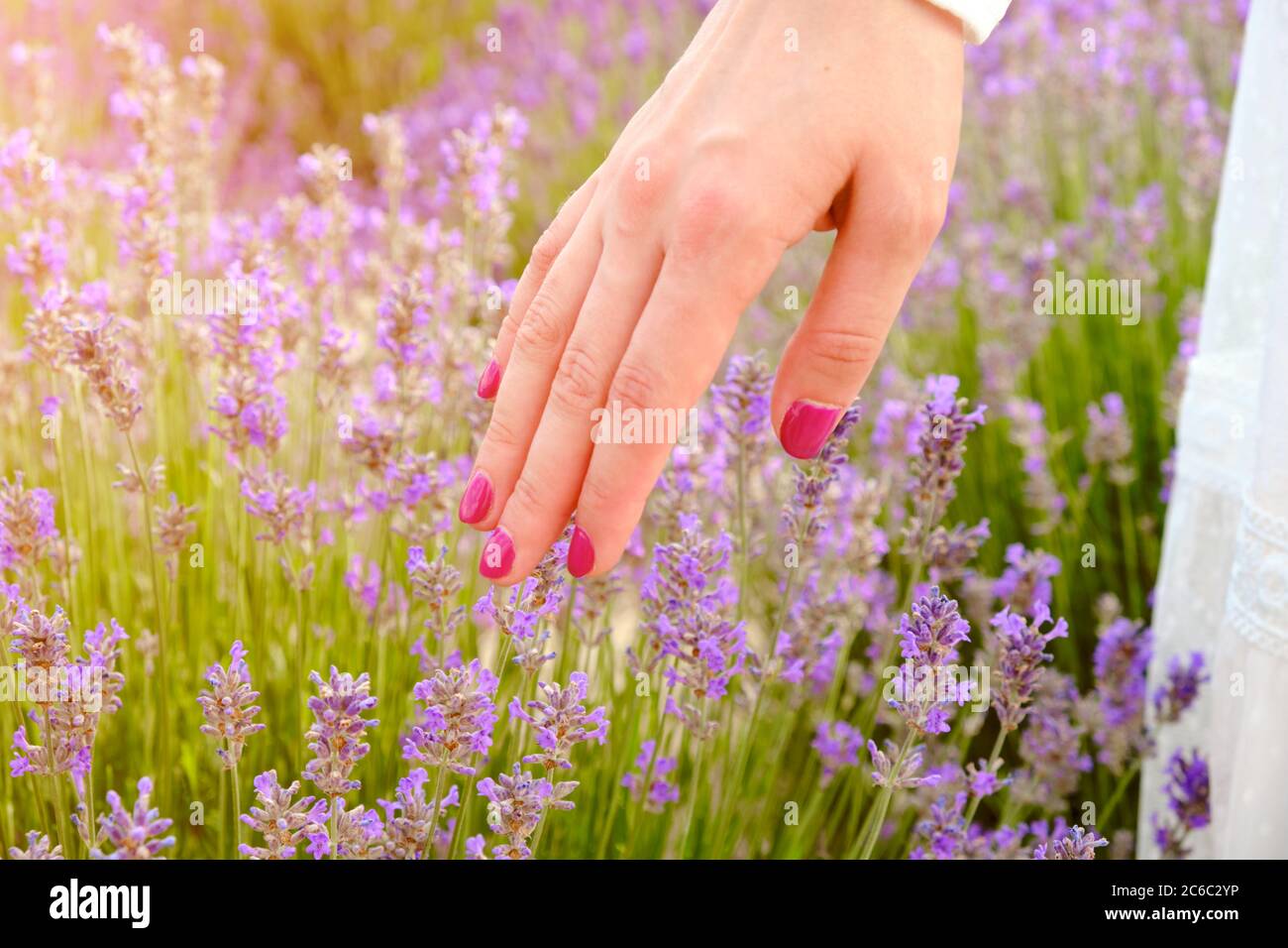 Closeup womans hand strolling through lavender flowers. Young woman ...