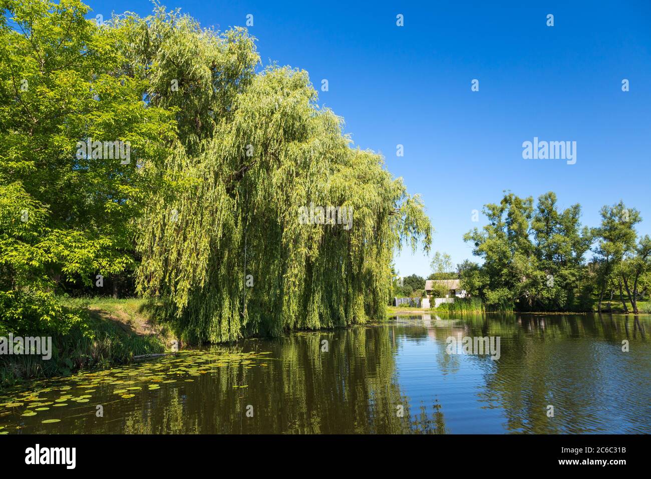 Calm pond and water plants in a beautiful summer day Stock Photo - Alamy