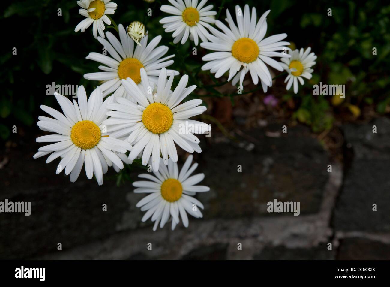 Common daisy Bellis perennis is a common European species of daisy, of ...