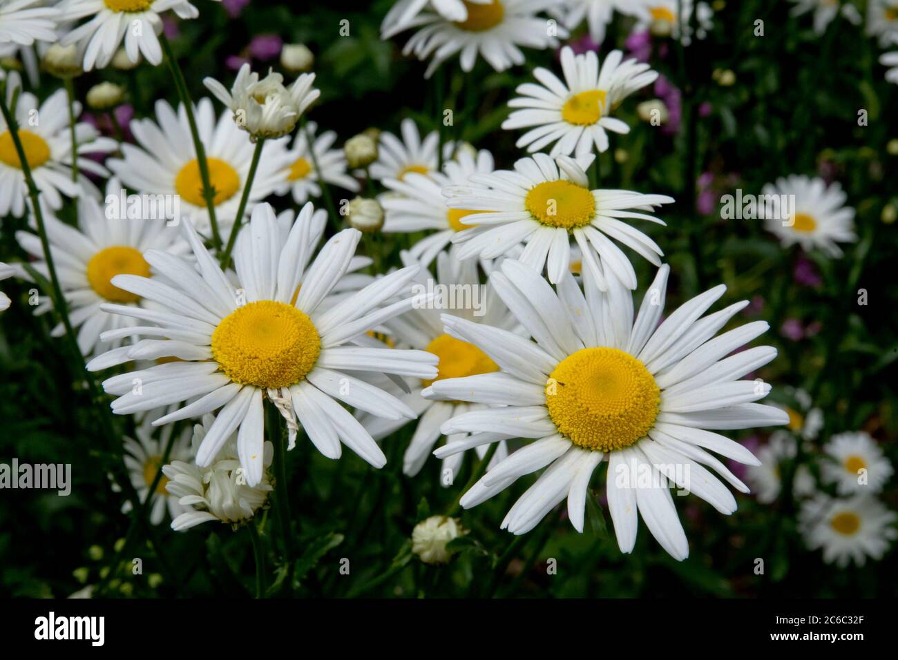 Common daisy Bellis perennis is a common European species of daisy, of ...