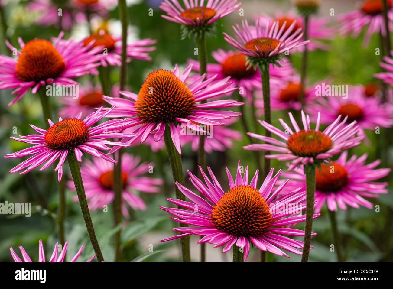 red and purple coneflowers (echinacea) in full bloom Stock Photo - Alamy
