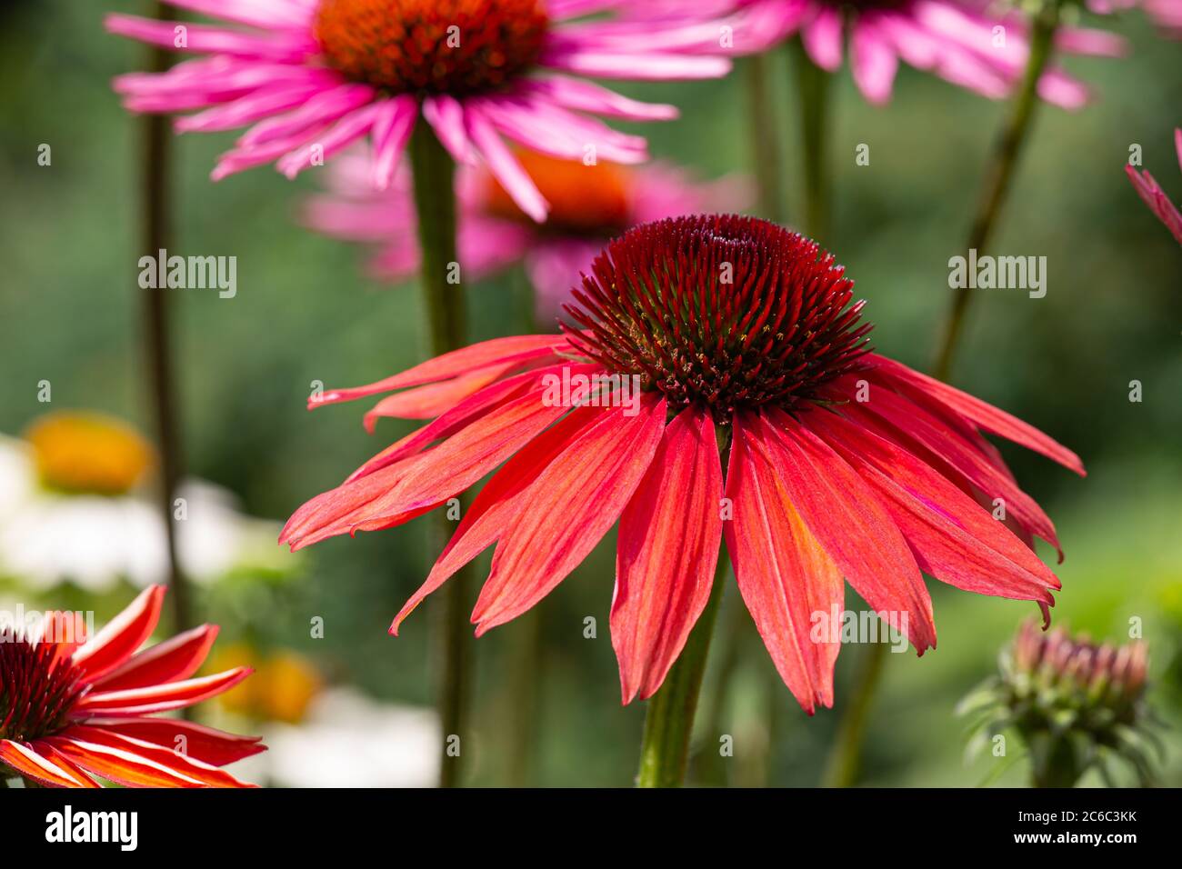 red and purple coneflowers (echinacea) in full bloom Stock Photo - Alamy