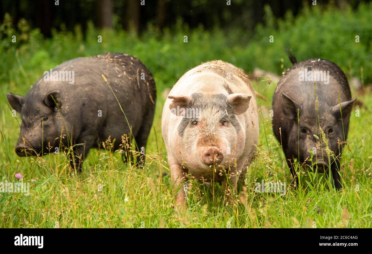 Fat pigs hi-res stock photography and images - Alamy