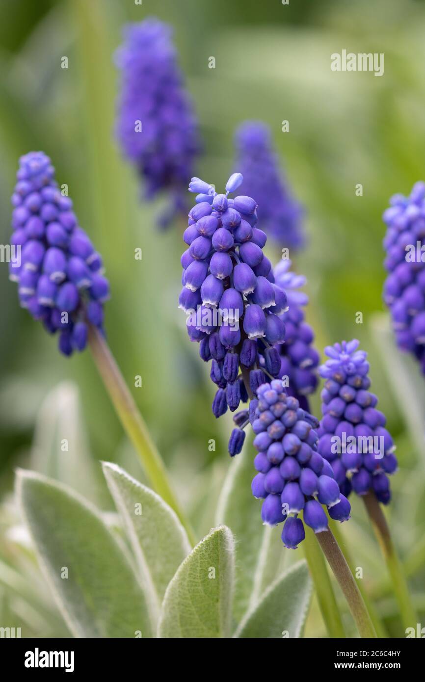 blue muscari in spring garden Stock Photo - Alamy