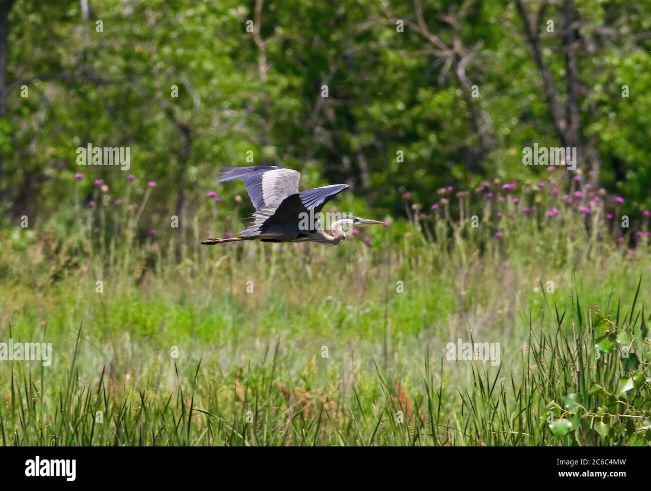 Flying through tall trees hi-res stock photography and images - Alamy