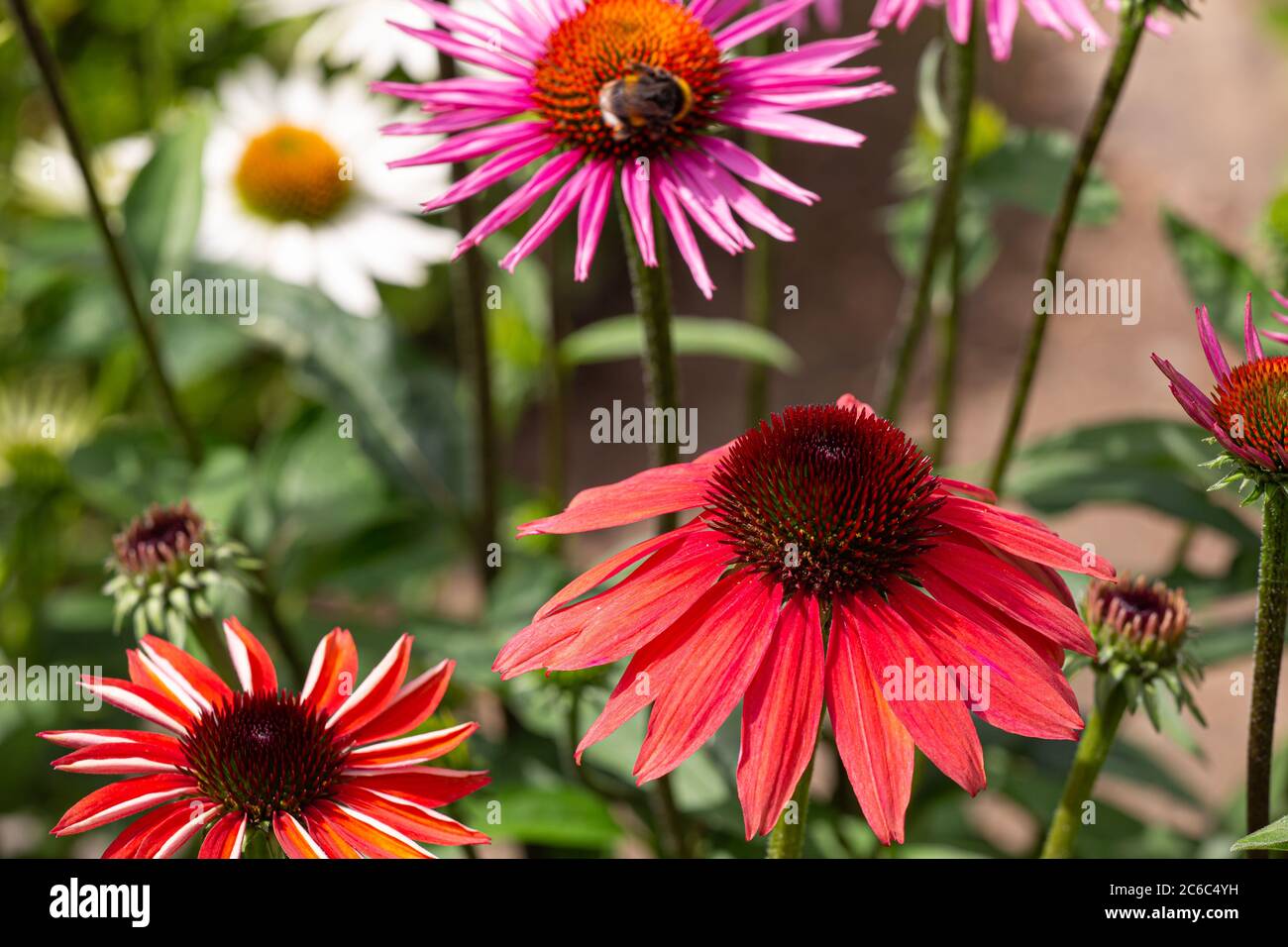 red and purple coneflowers (echinacea) in full bloom Stock Photo - Alamy