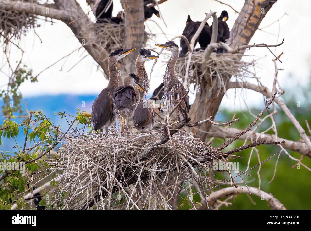 A group of five Juvenile Great Blue Herons look at each other and their ...