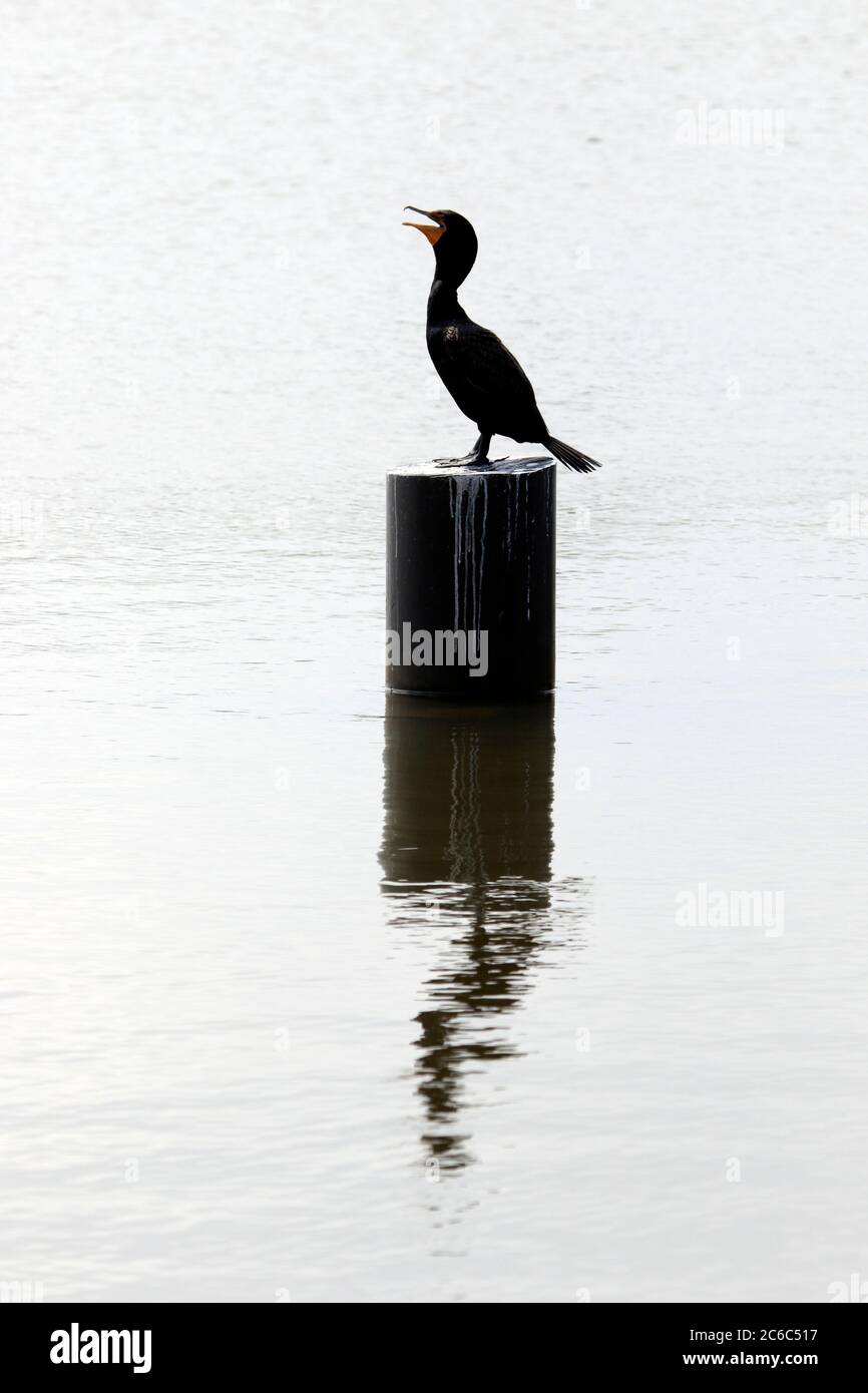 Cormorants standing in profile on pilings in Bay Head, New Jersey, USA ...