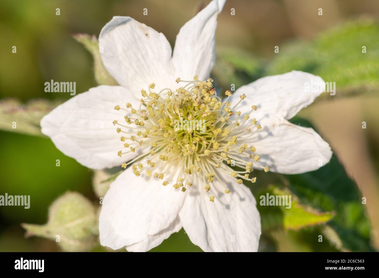 Blackberry rubus fruticosus inflorescence hi-res stock photography and ...