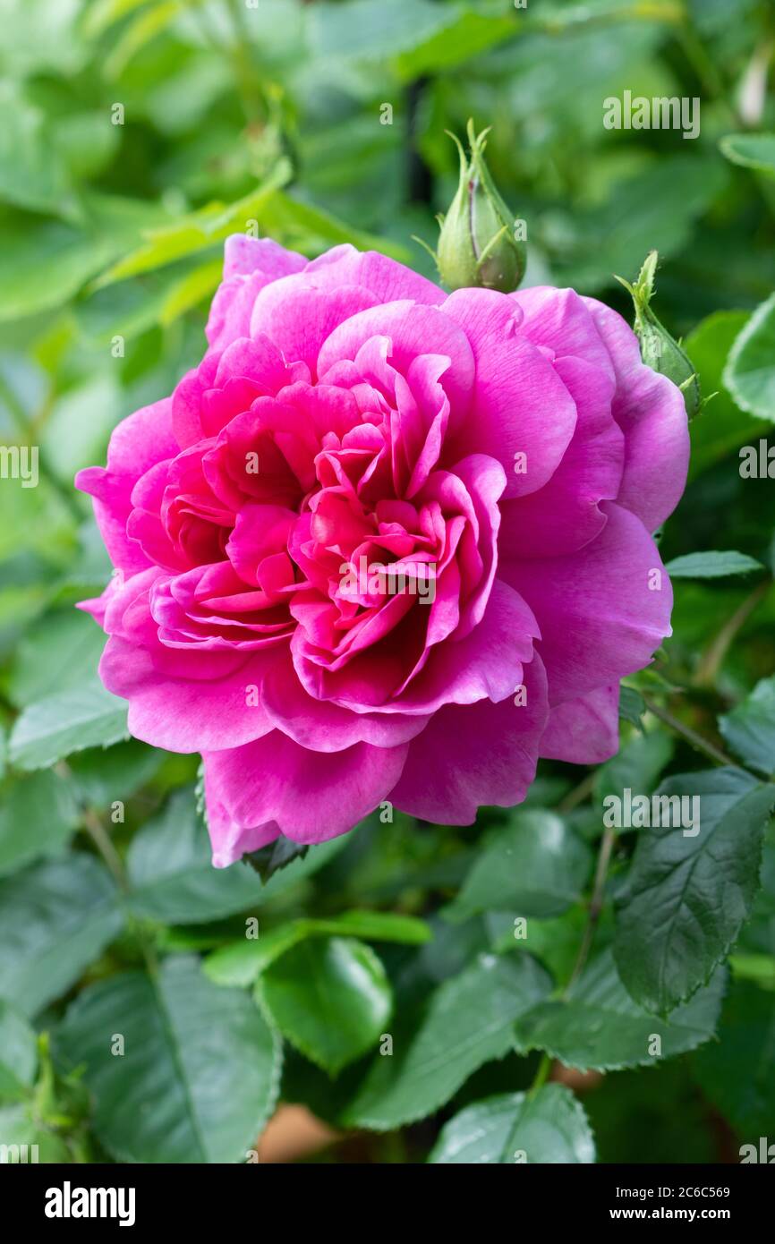 Pink princess hi-res stock photography and images - Alamy