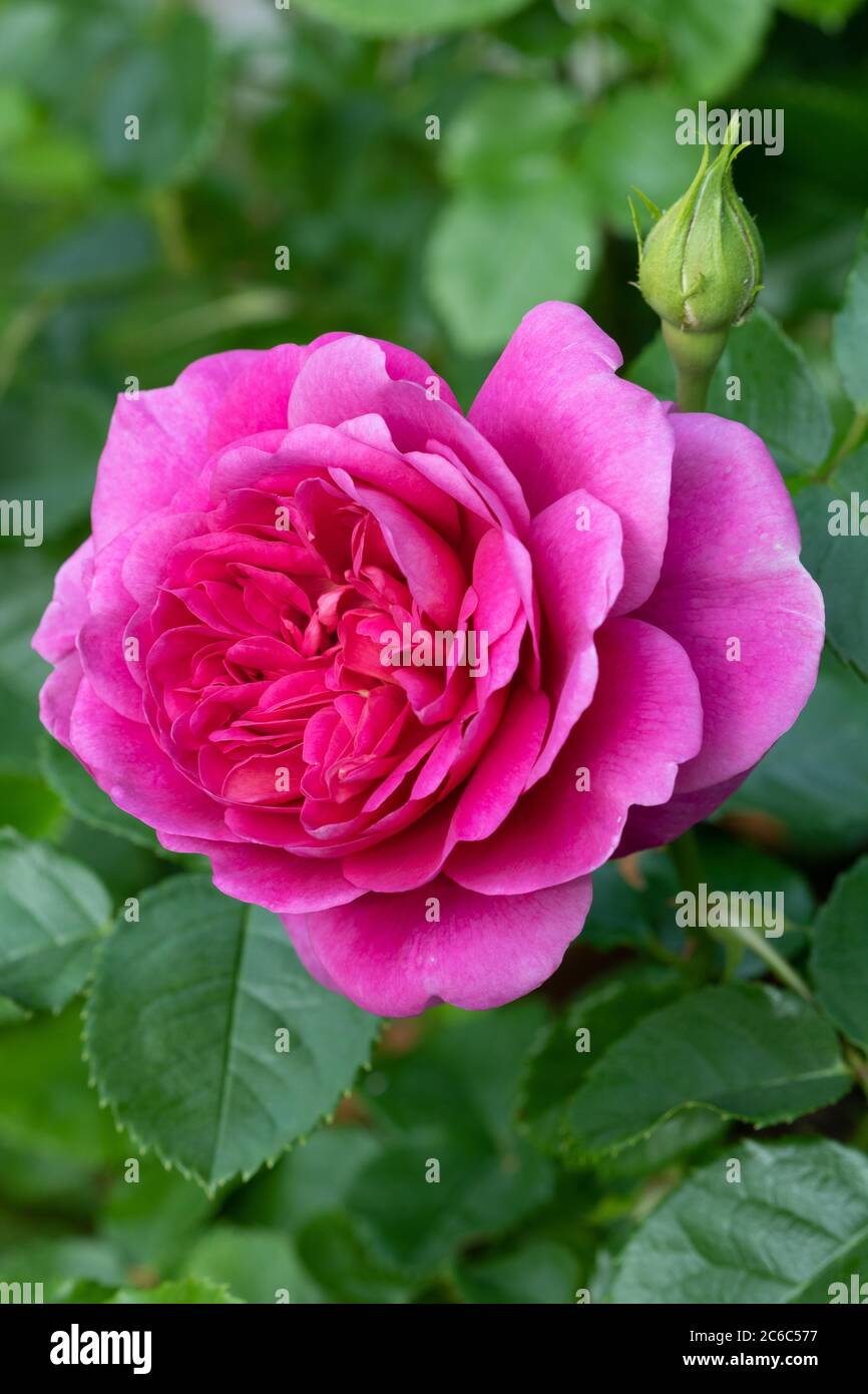 english rose in pink Princess Anne macro Stock Photo - Alamy