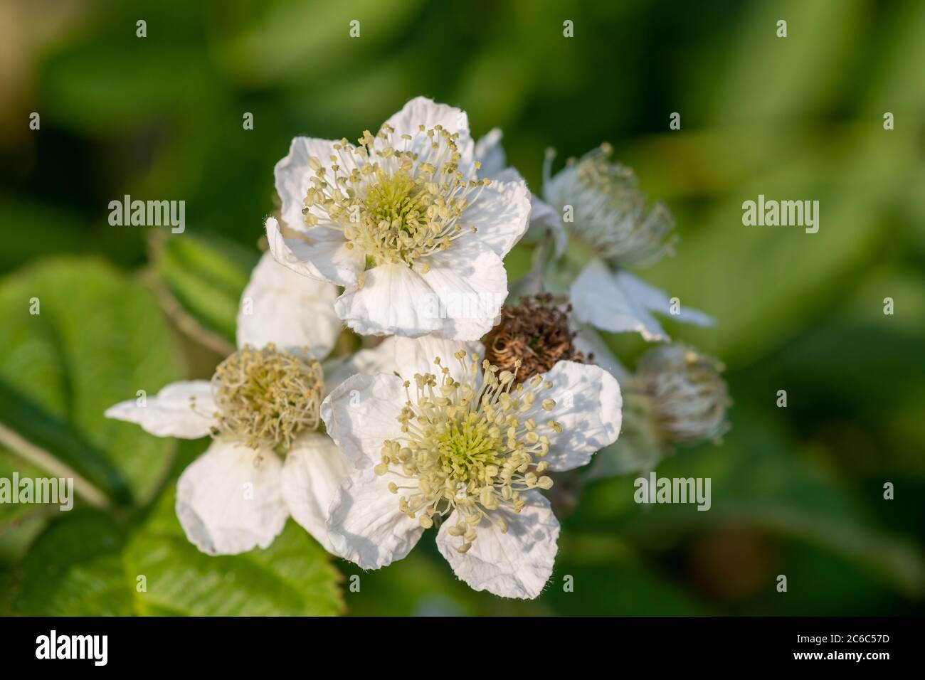 Close up of a white bramble (rubus fruticosus) flower Stock Photo - Alamy