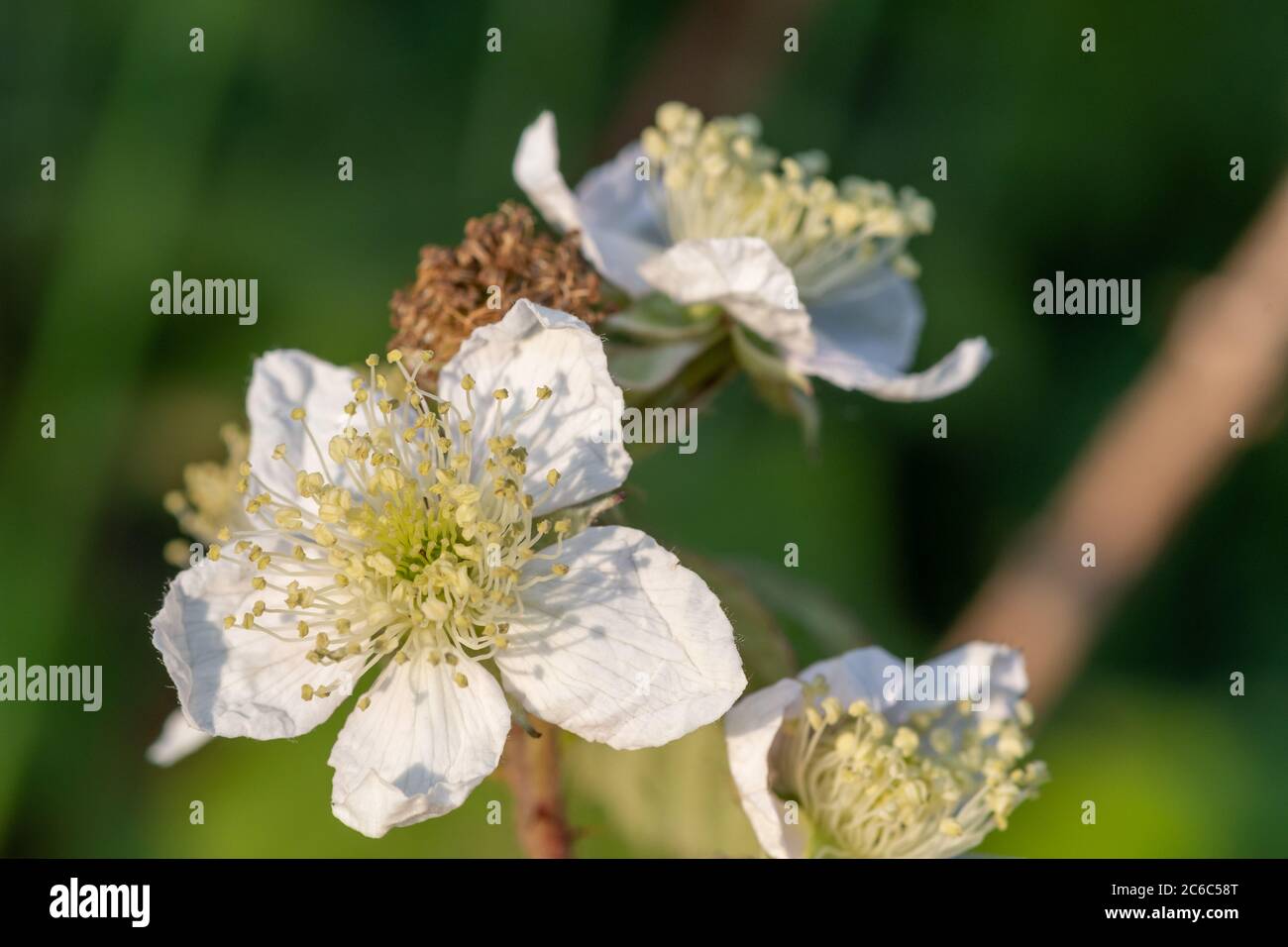 Close up of a white bramble (rubus fruticosus) flower Stock Photo - Alamy