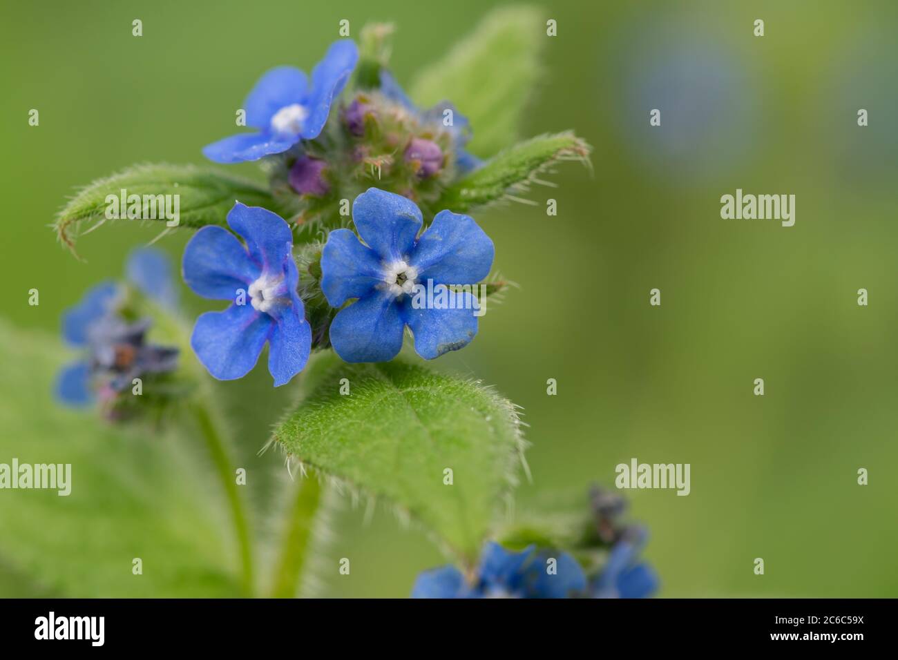 Green alkanet wild plant with blue flowers hi-res stock photography and ...