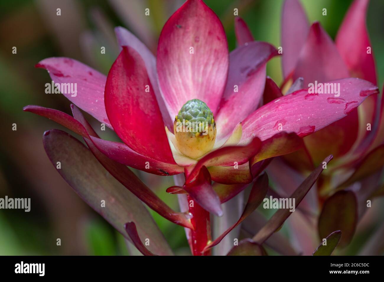 Safari sunset flower hi-res stock photography and images - Alamy