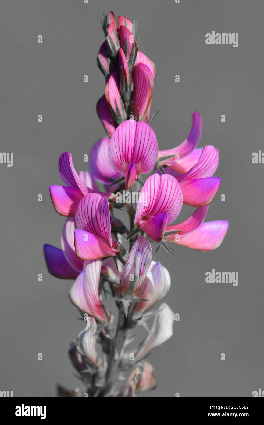 Colorsplash of a common sainfoin (onobrychis viciifolia) flower in ...