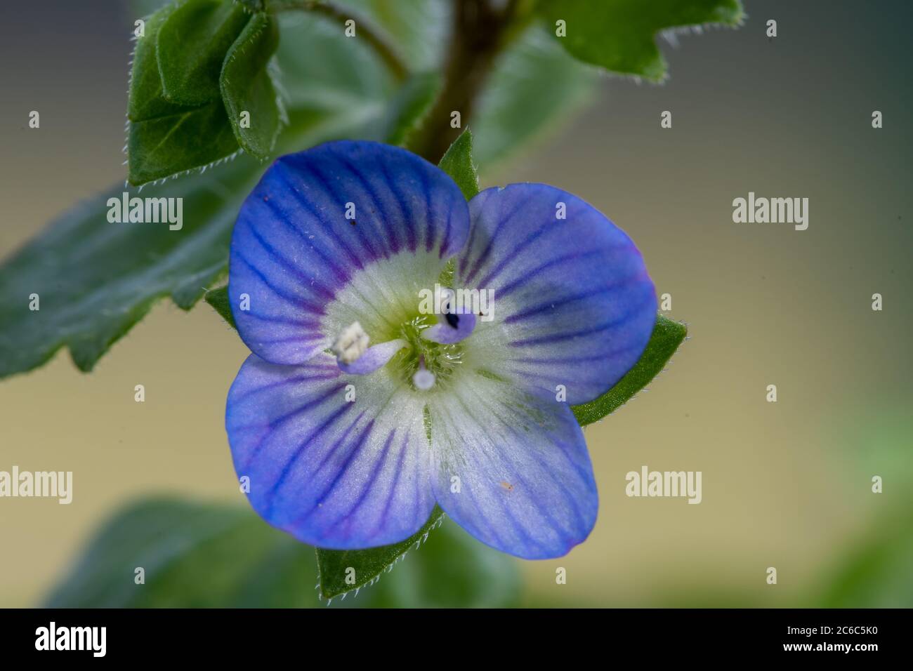 Common speedwell hi-res stock photography and images - Alamy