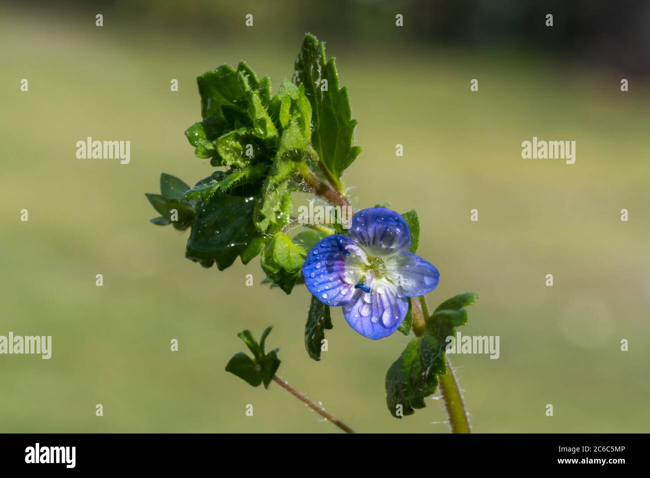 Macro shot of a common speedwell (veronica arvensis) flower Stock Photo ...