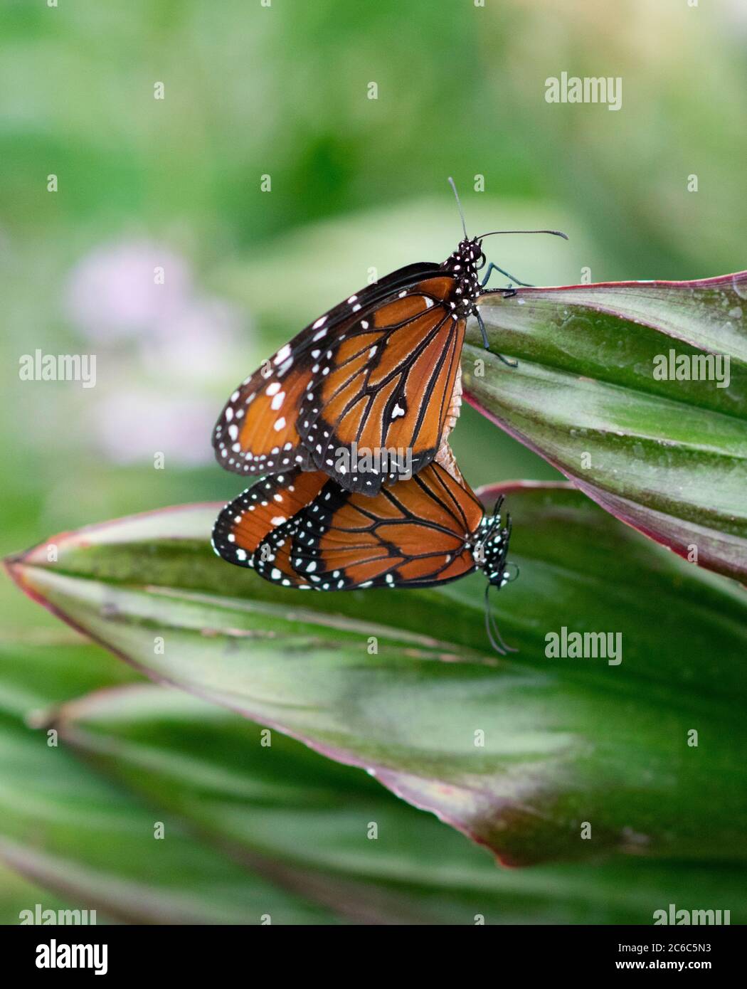 Resting Monarch Butterflies Stock Photo - Alamy