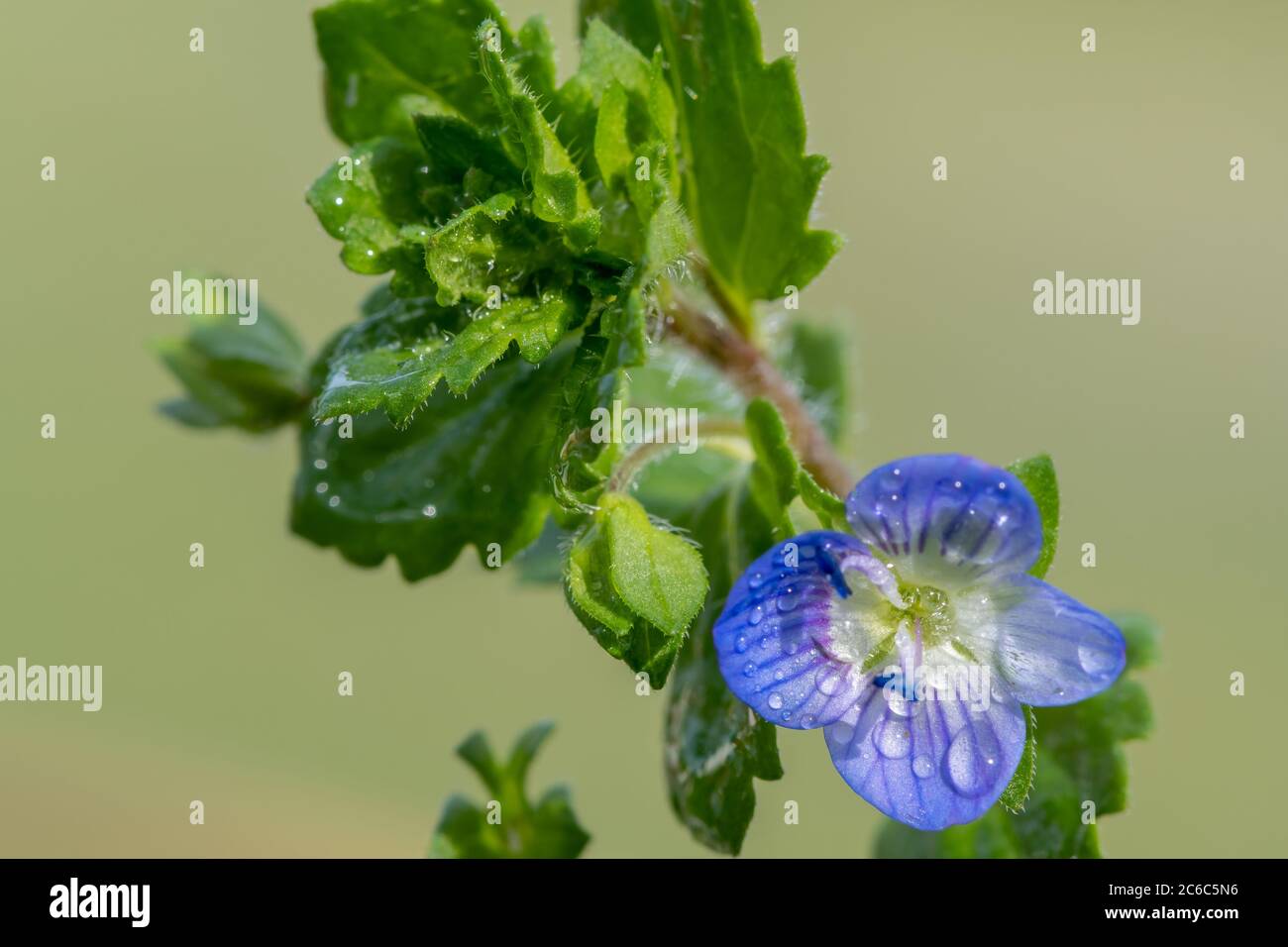 Macro shot of a common speedwell (veronica arvensis) flower Stock Photo ...