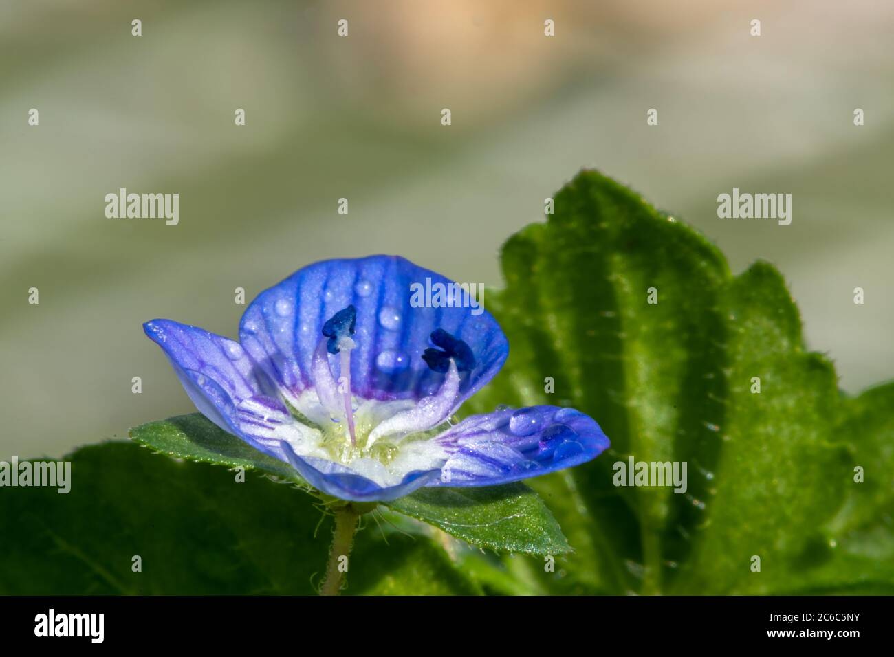 Macro shot of a common speedwell (veronica arvensis) flower Stock Photo ...