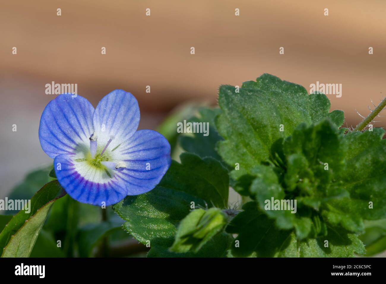 Macro shot of a common speedwell (veronica arvensis) flower Stock Photo ...
