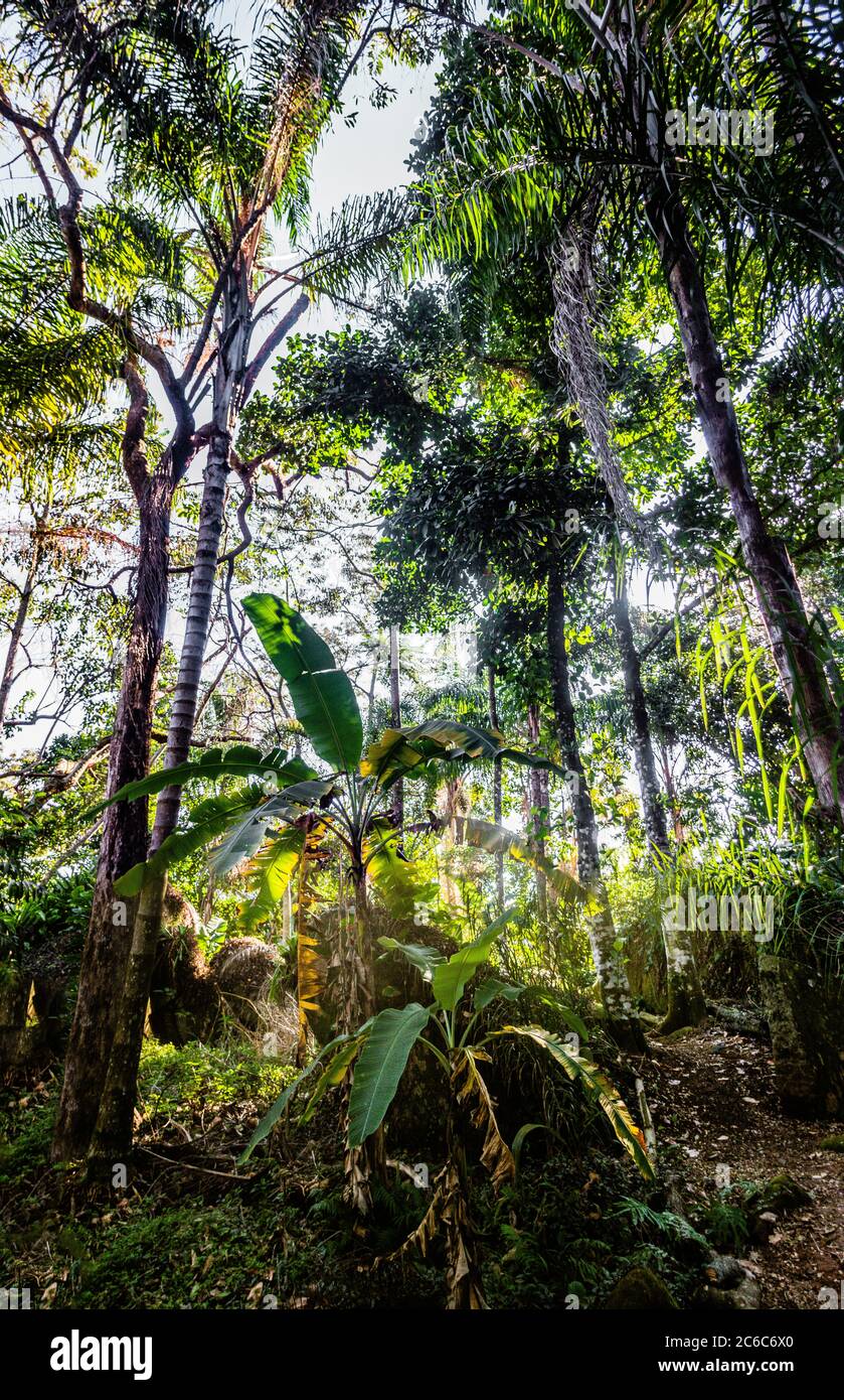 Tropical rainforest on the Brazilian coast in Ilhabela, São Paulo ...
