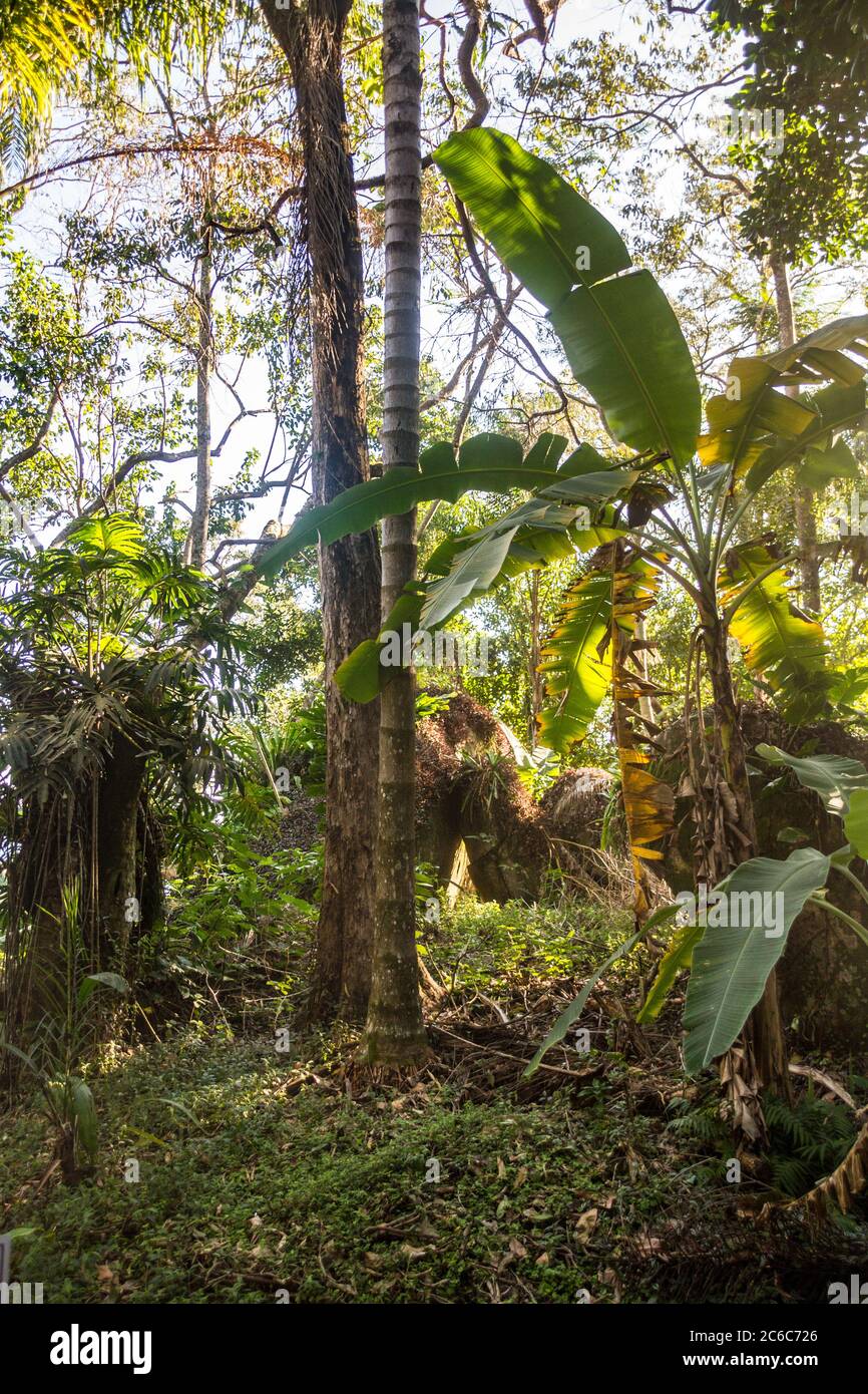 Tropical rainforest on the Brazilian coast in Ilhabela, São Paulo ...