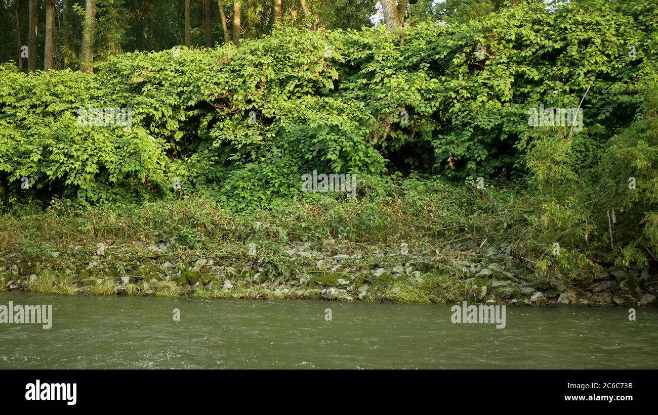 Knotweed Reynoutria and Fallopia japonica Sakhalin Japanese, invasive ...