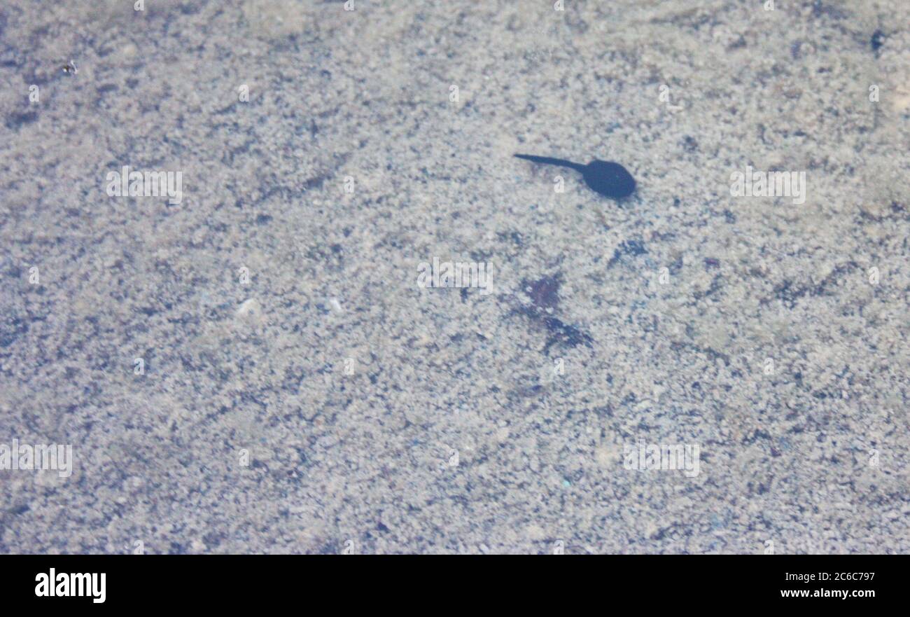 Swimming underwater baby pool young hi-res stock photography and images ...