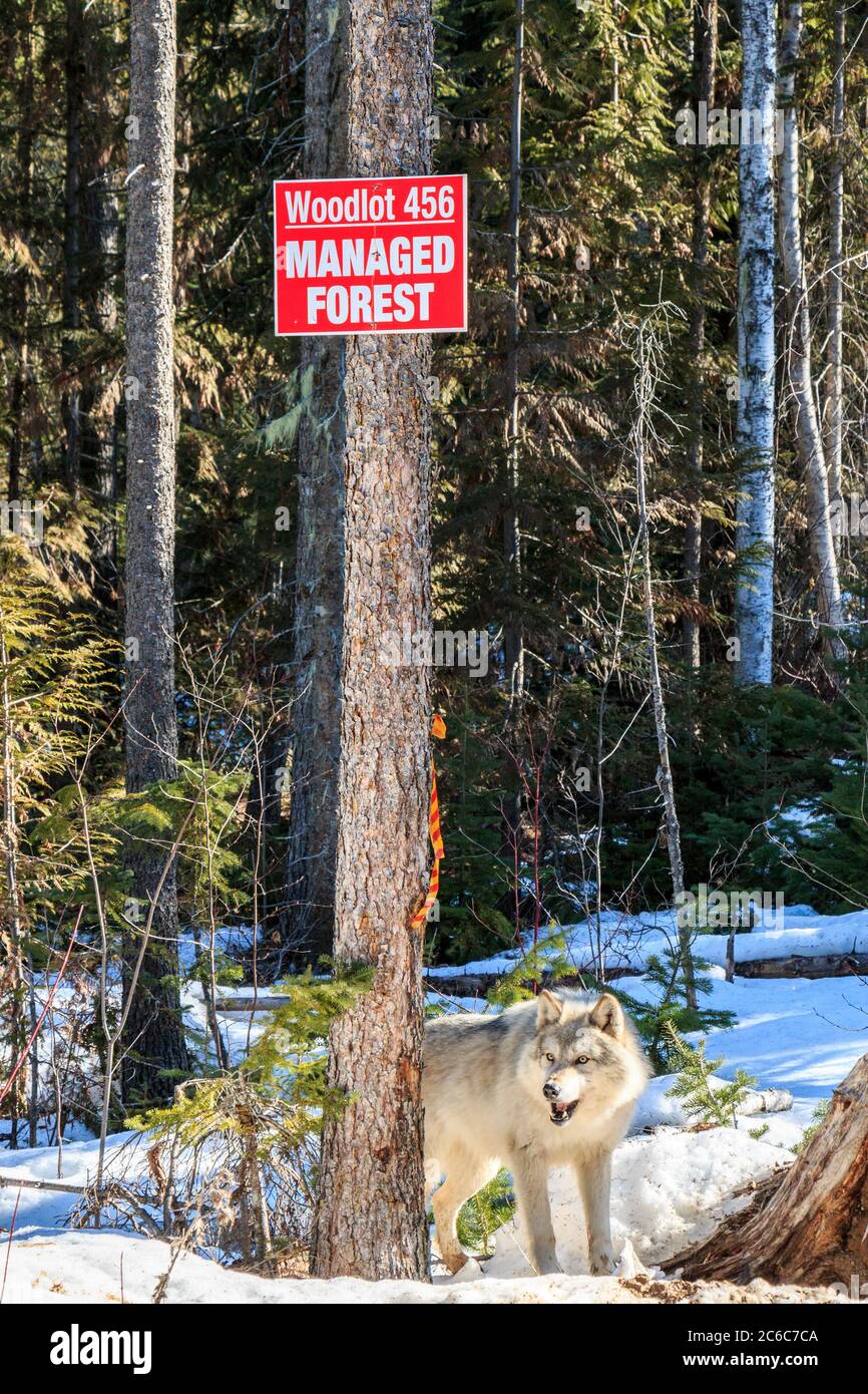 Wolf tree hi-res stock photography and images - Alamy