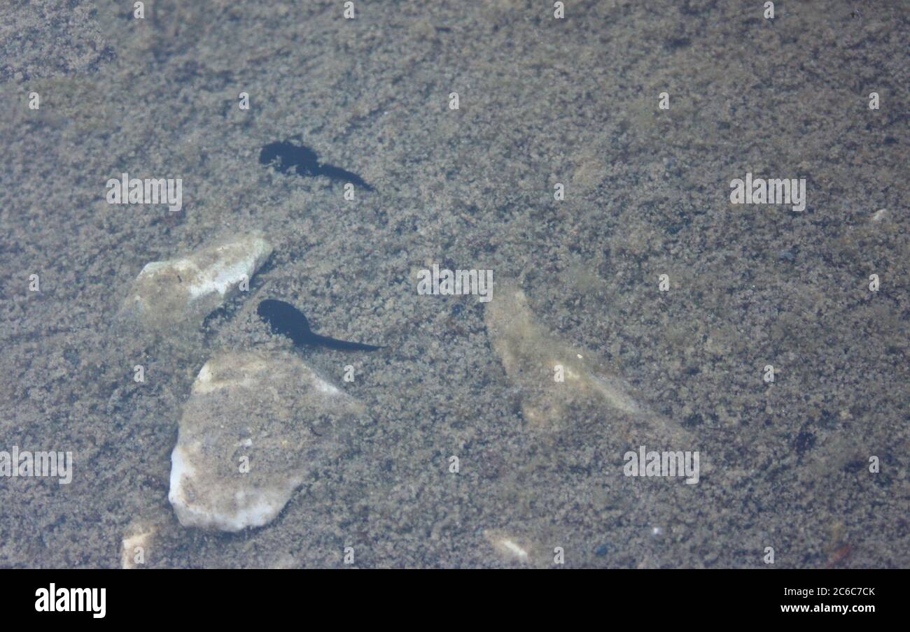 Tadpoles swimming in river water hi-res stock photography and images ...
