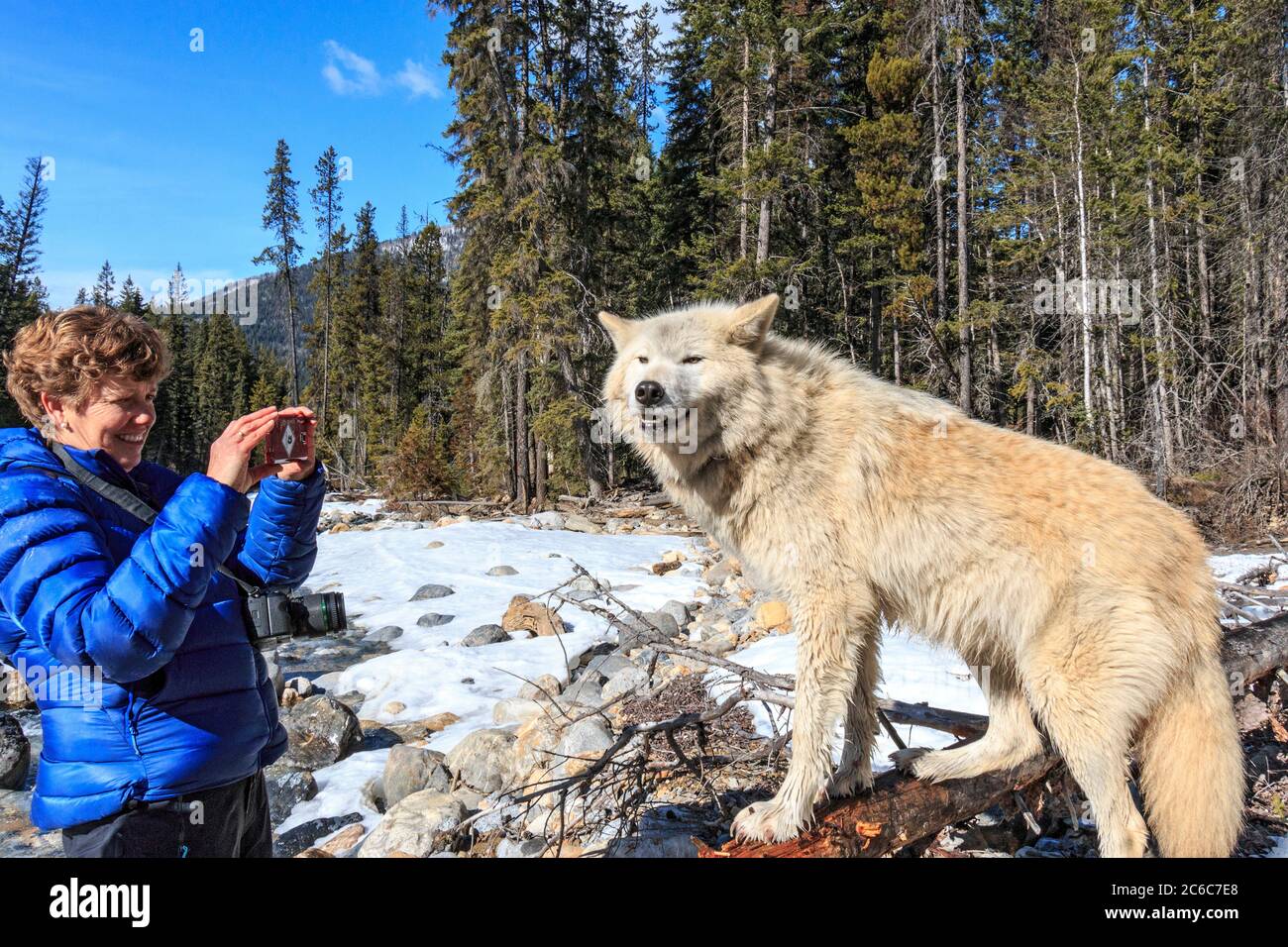 Wolf center british columbia hi-res stock photography and images - Alamy