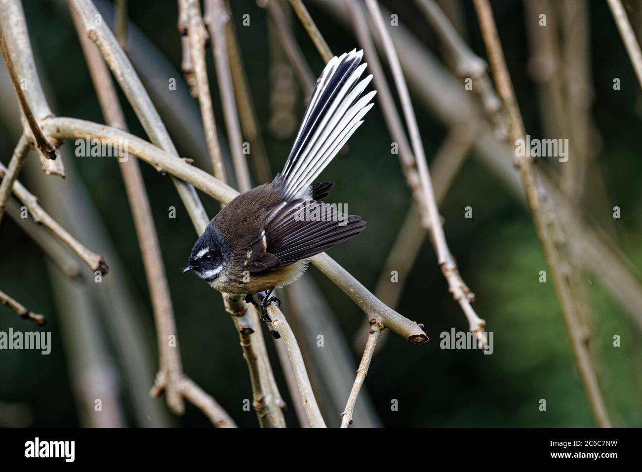 The fantail is one of New Zealand’s best known birds, with its ...
