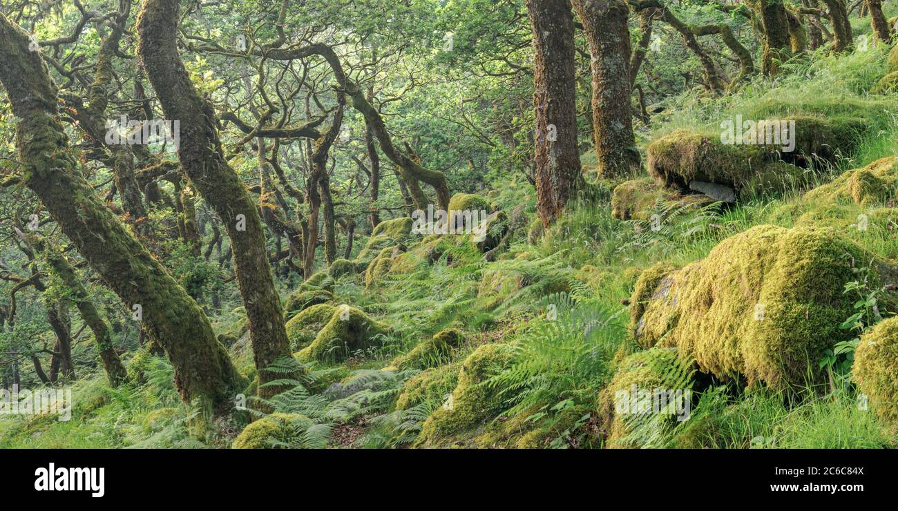 Piles Copse, Dartmoor Stock Photo - Alamy