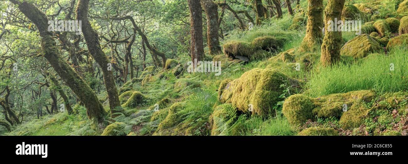 Piles Copse, Dartmoor Stock Photo - Alamy