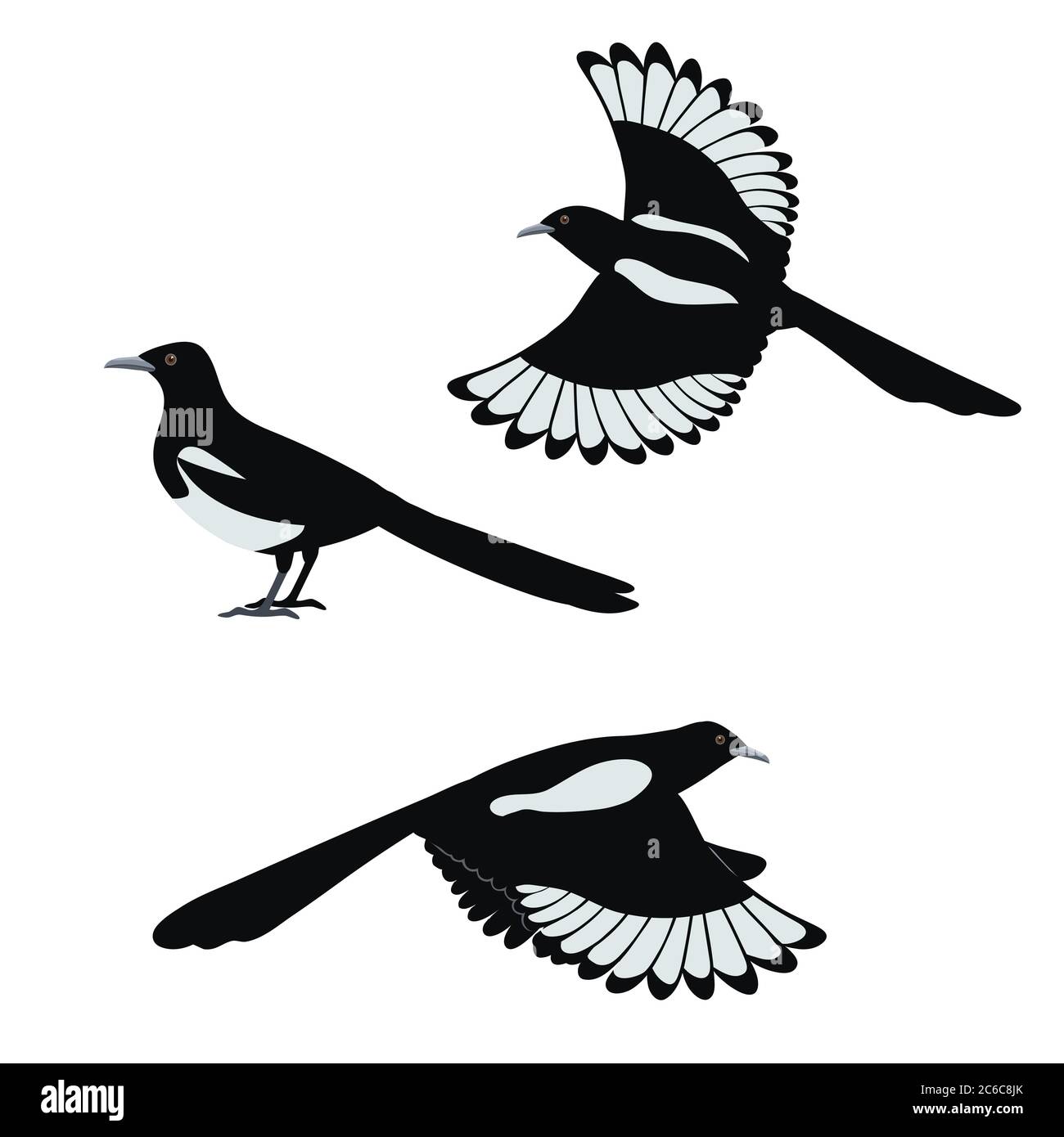 Set of flat vector illustration of magpie birds isolated on white ...