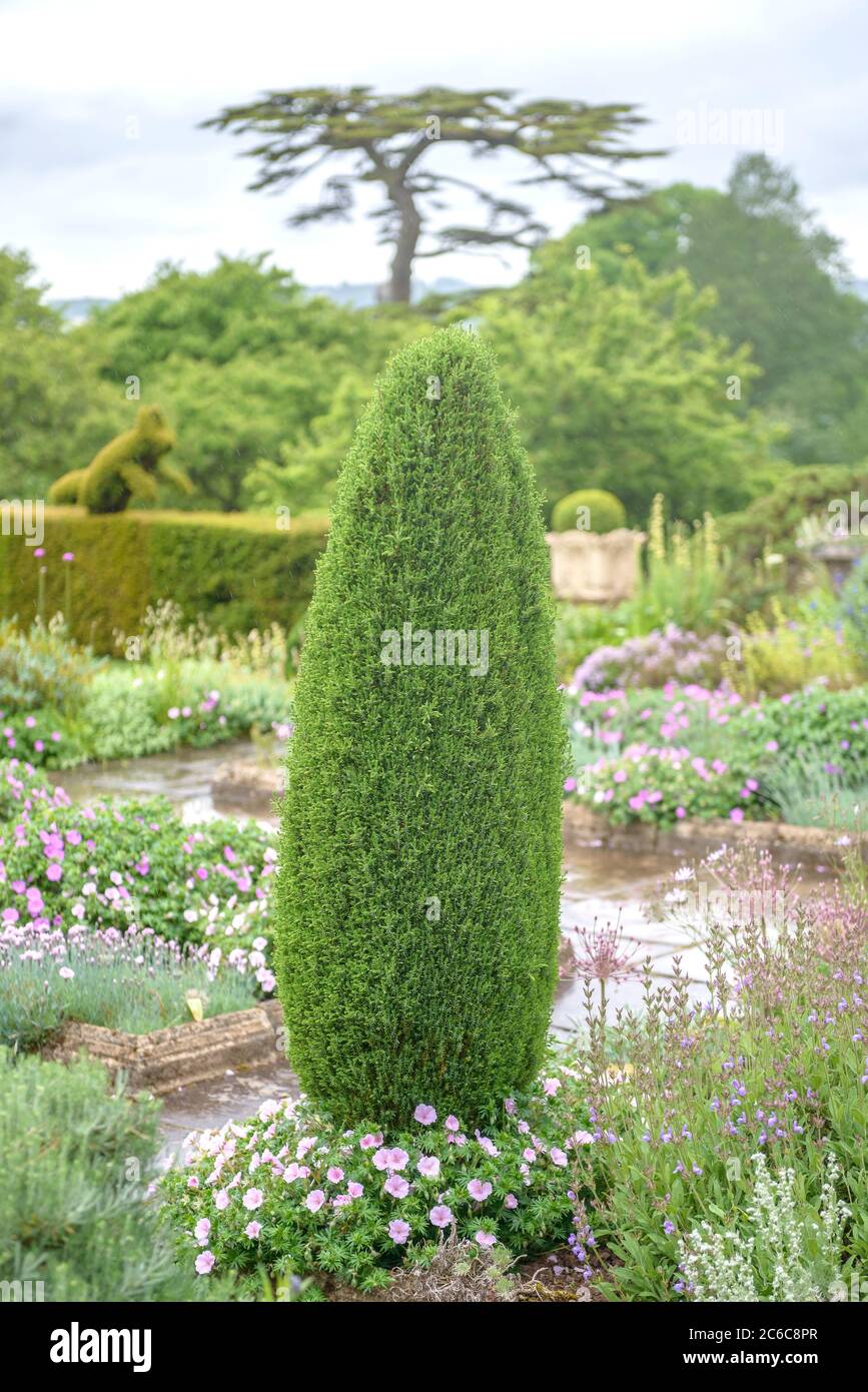 Saeulen-Wacholder, Juniperus communis Sentinel, Column juniper ...