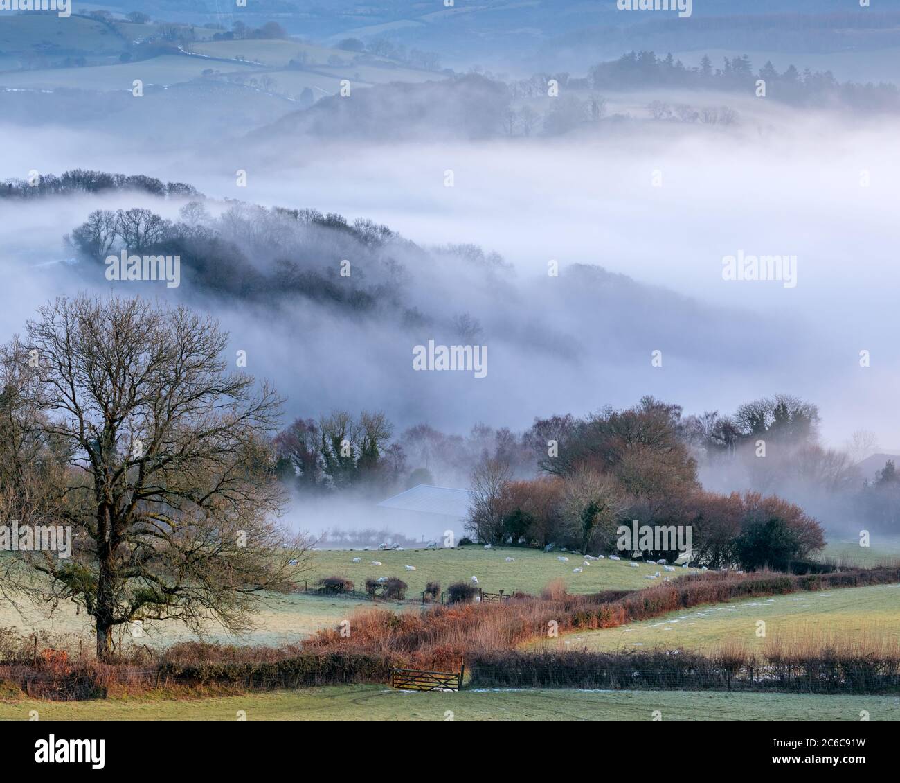 Misty Teign Valley tree Stock Photo - Alamy