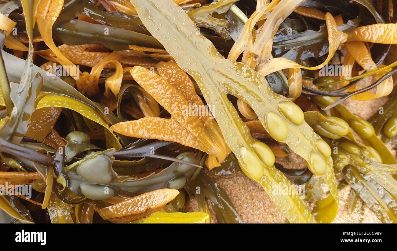 Tangled brown seaweed hi-res stock photography and images - Alamy