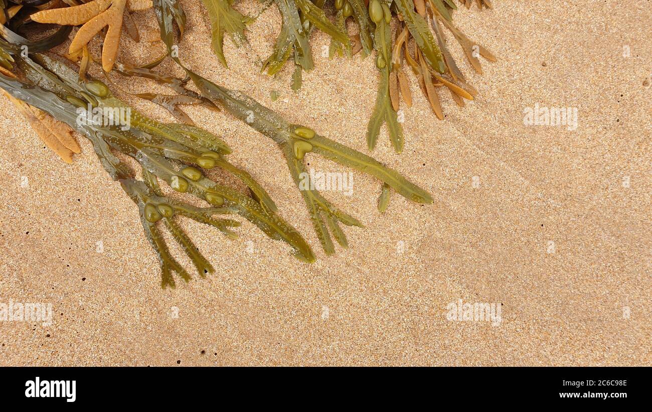 Tangled brown seaweed hi-res stock photography and images - Alamy