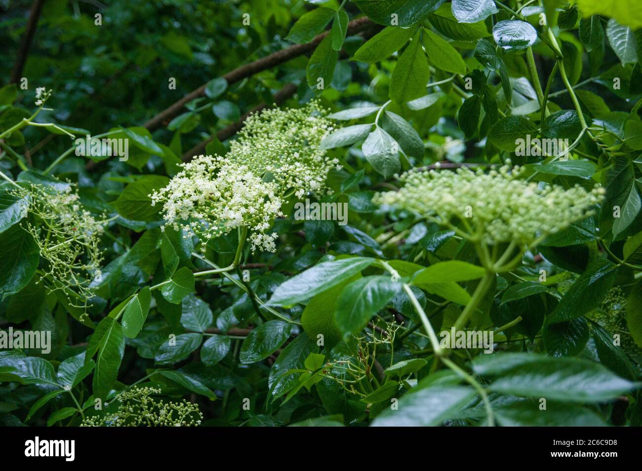 Twig elderberry sambucus nigra elder hi-res stock photography and ...