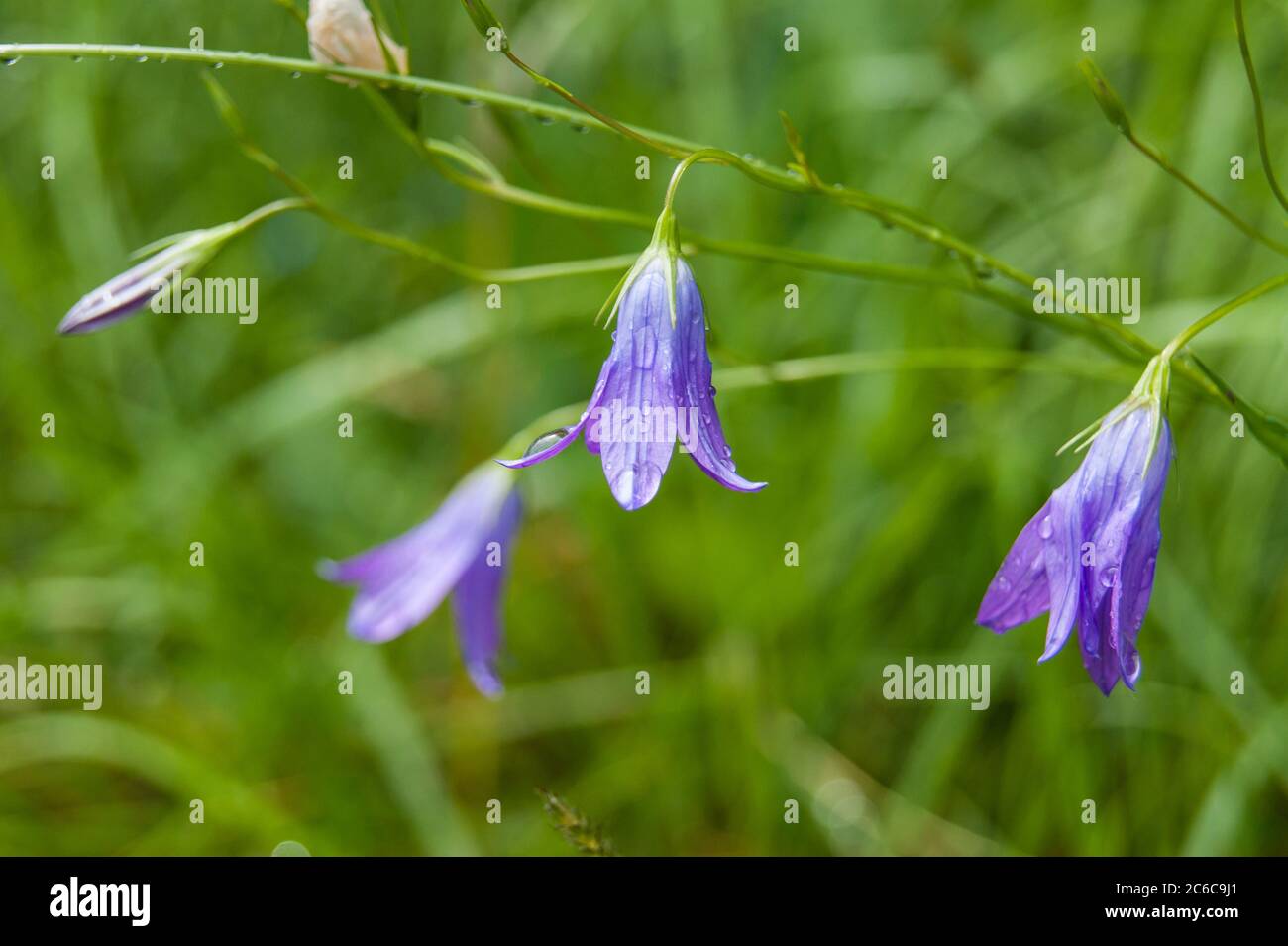 Campanula patula or spreading bellflower flowers Stock Photo - Alamy