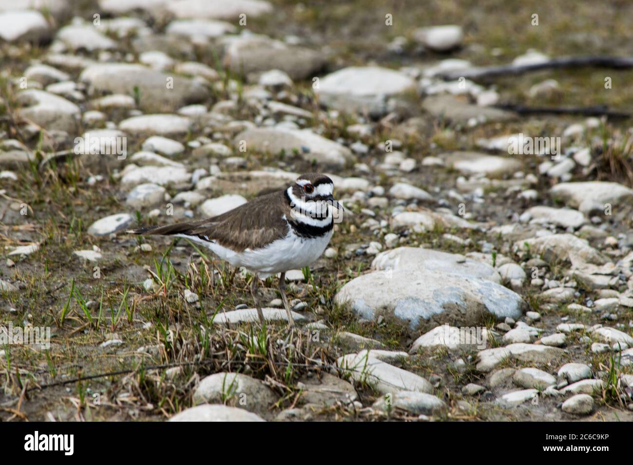 Killdeer bird birds hi-res stock photography and images - Alamy
