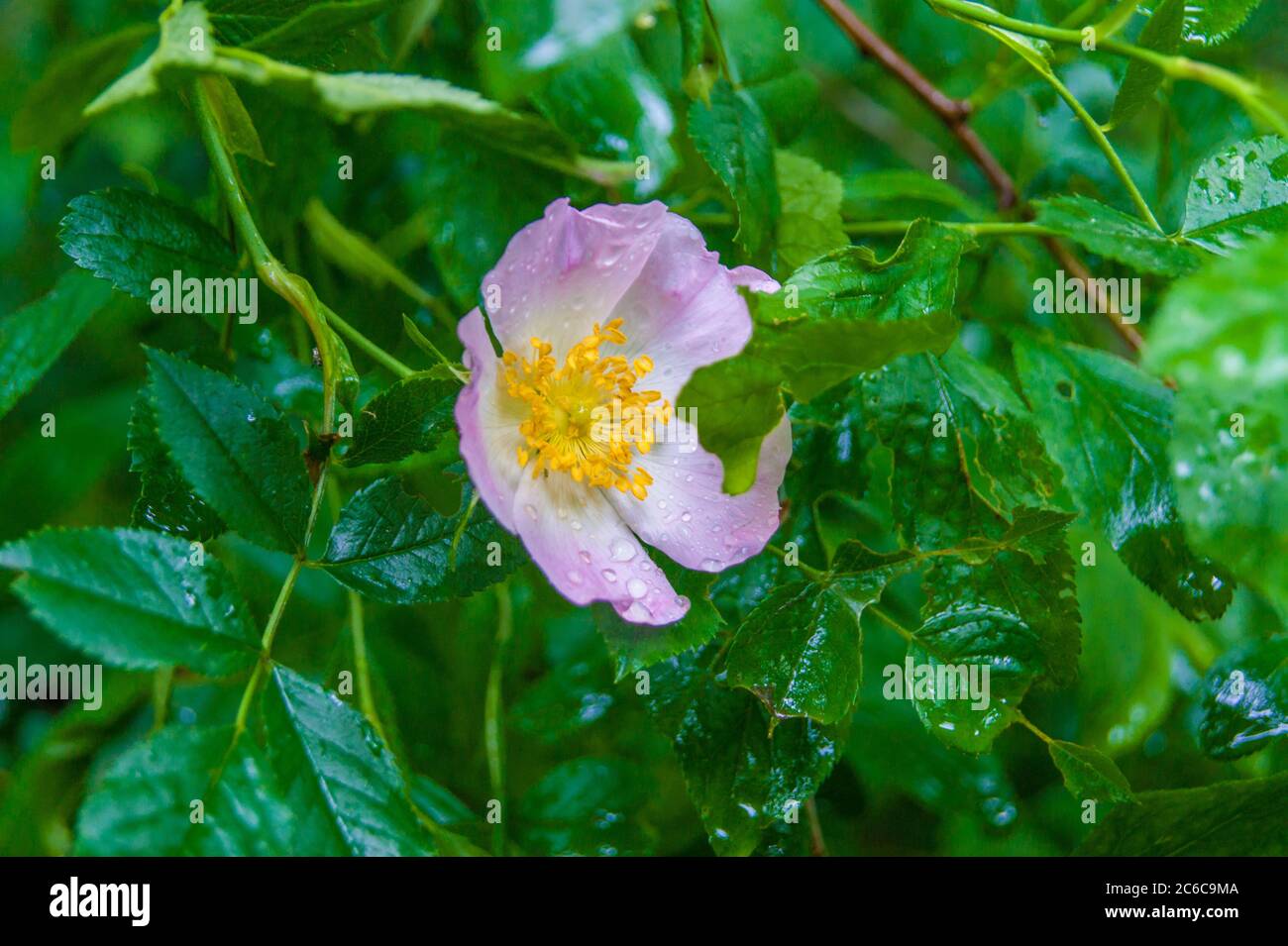 dog rose Rosa Canina flower Stock Photo - Alamy