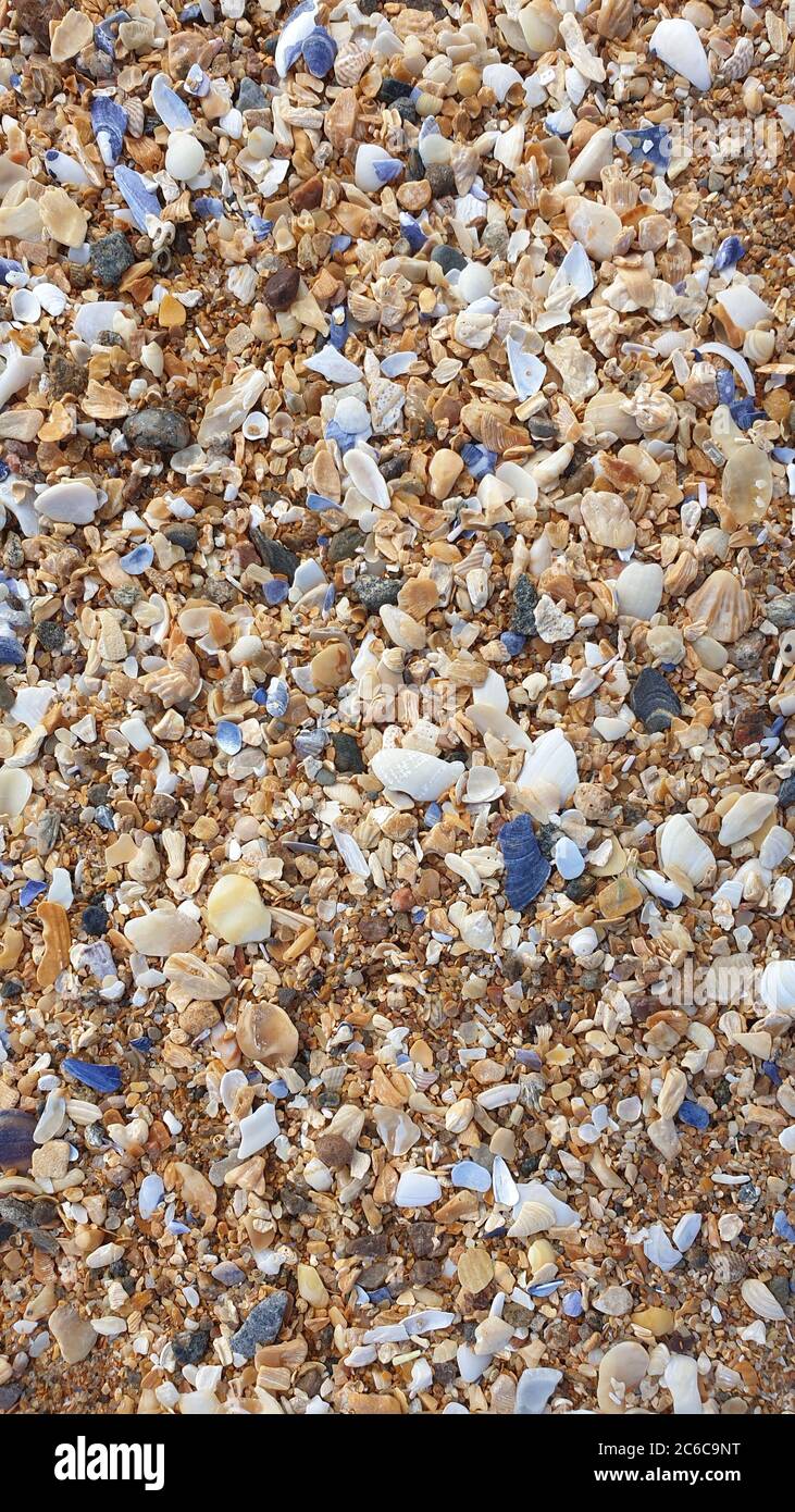 Cylindrical shaped shell hi-res stock photography and images - Alamy