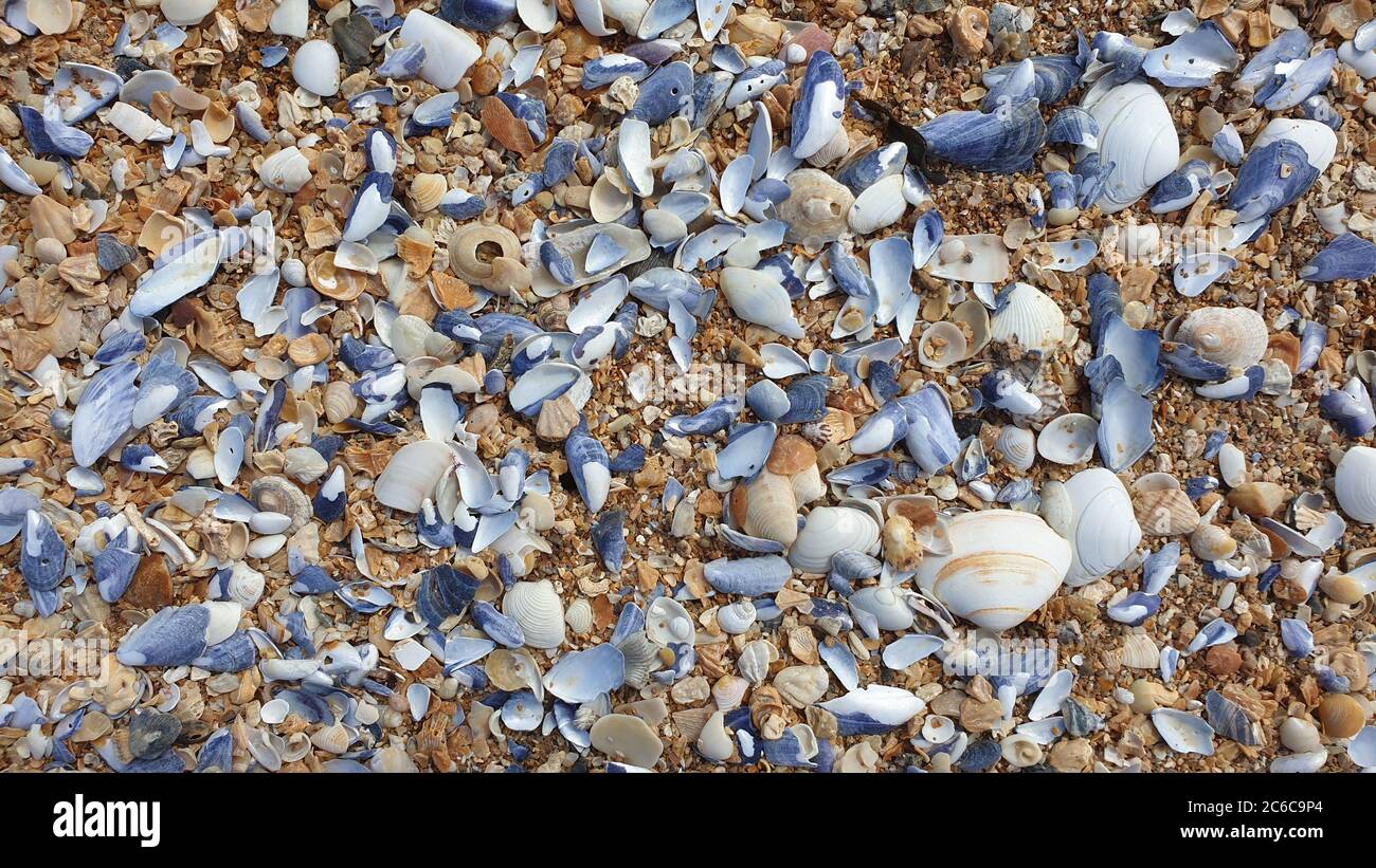 Cylindrical shaped shell hi-res stock photography and images - Alamy