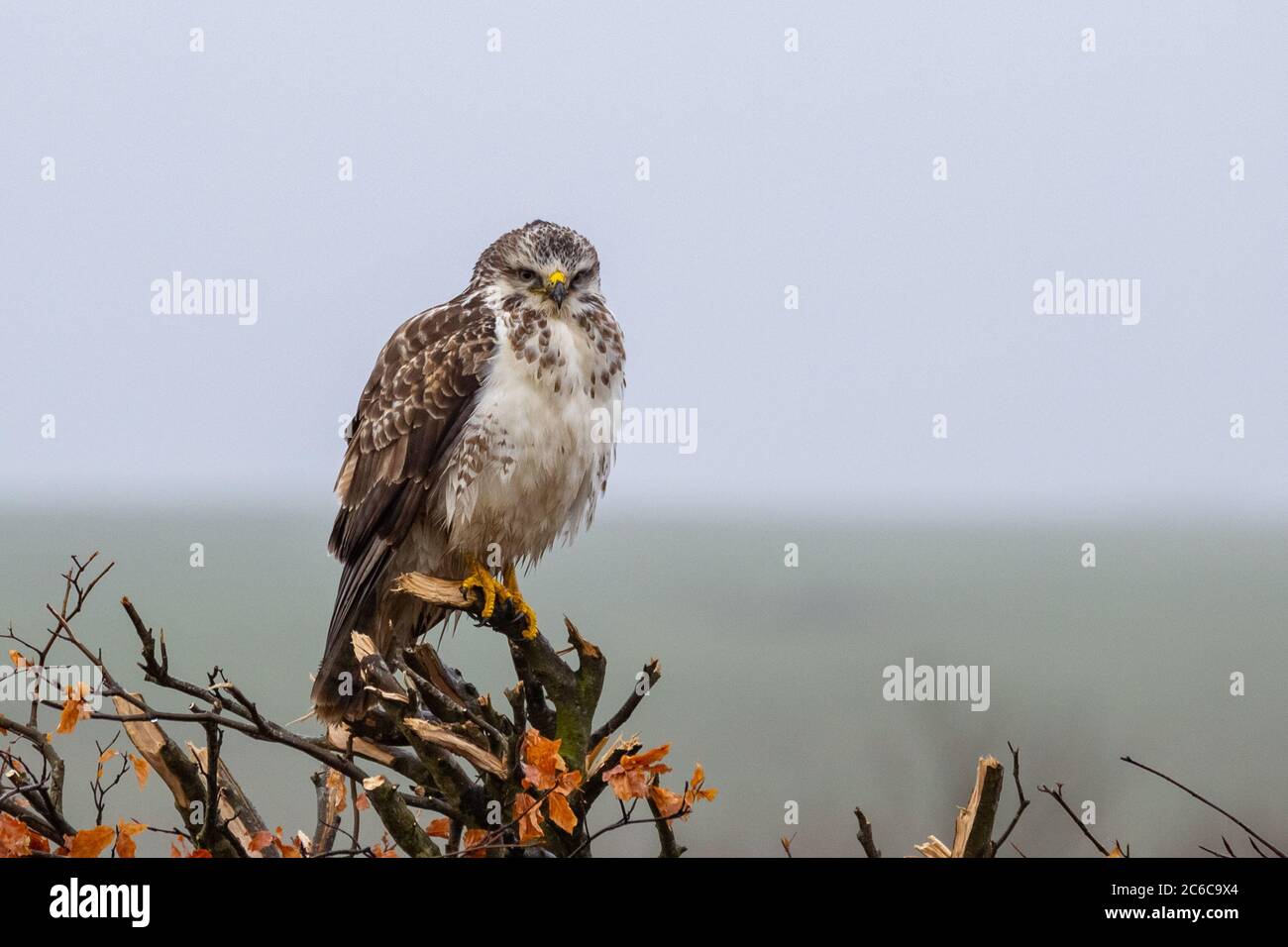Wild buzzard uk hi-res stock photography and images - Alamy