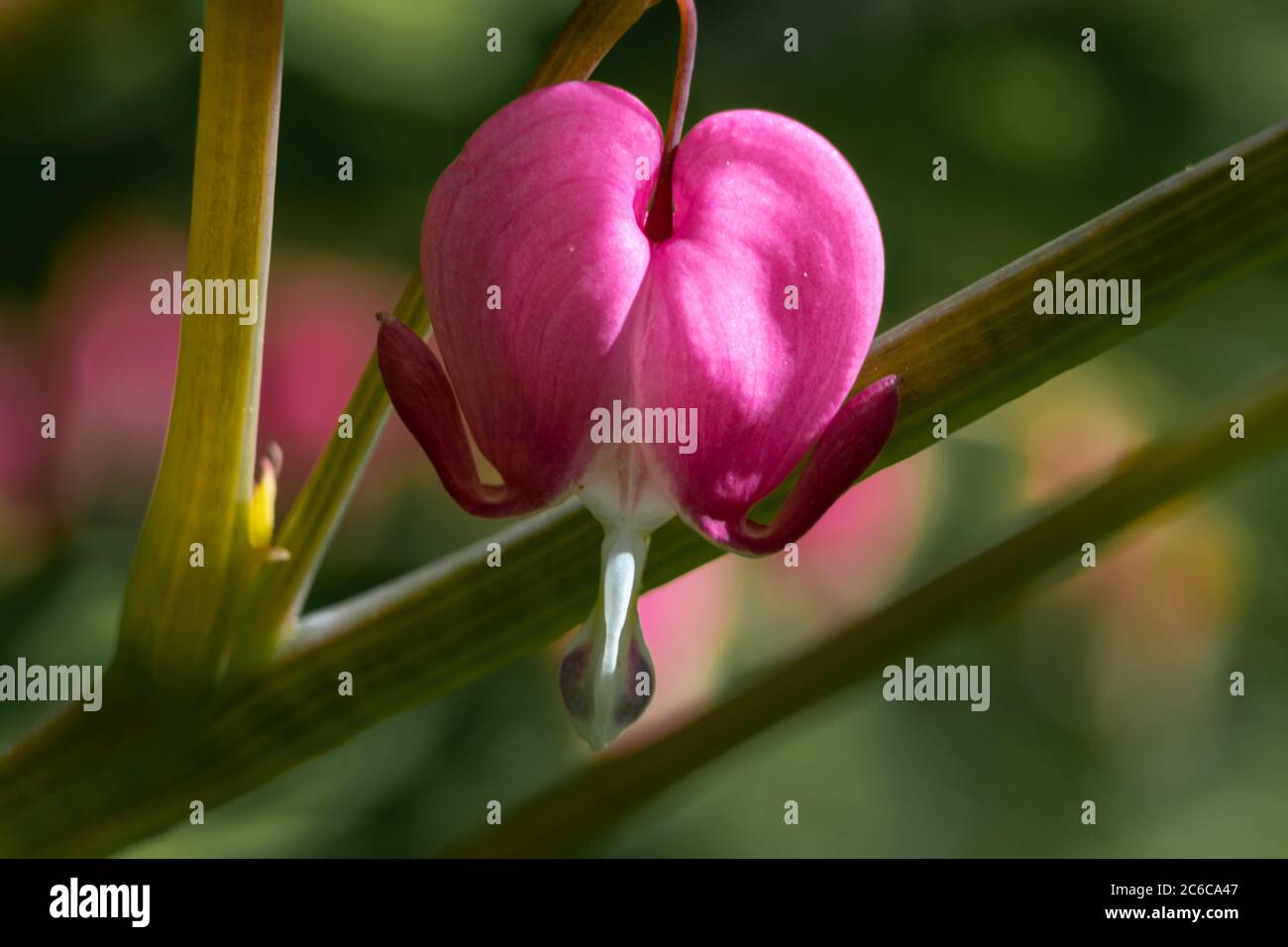 Bleeding hearts in garden hi-res stock photography and images - Alamy